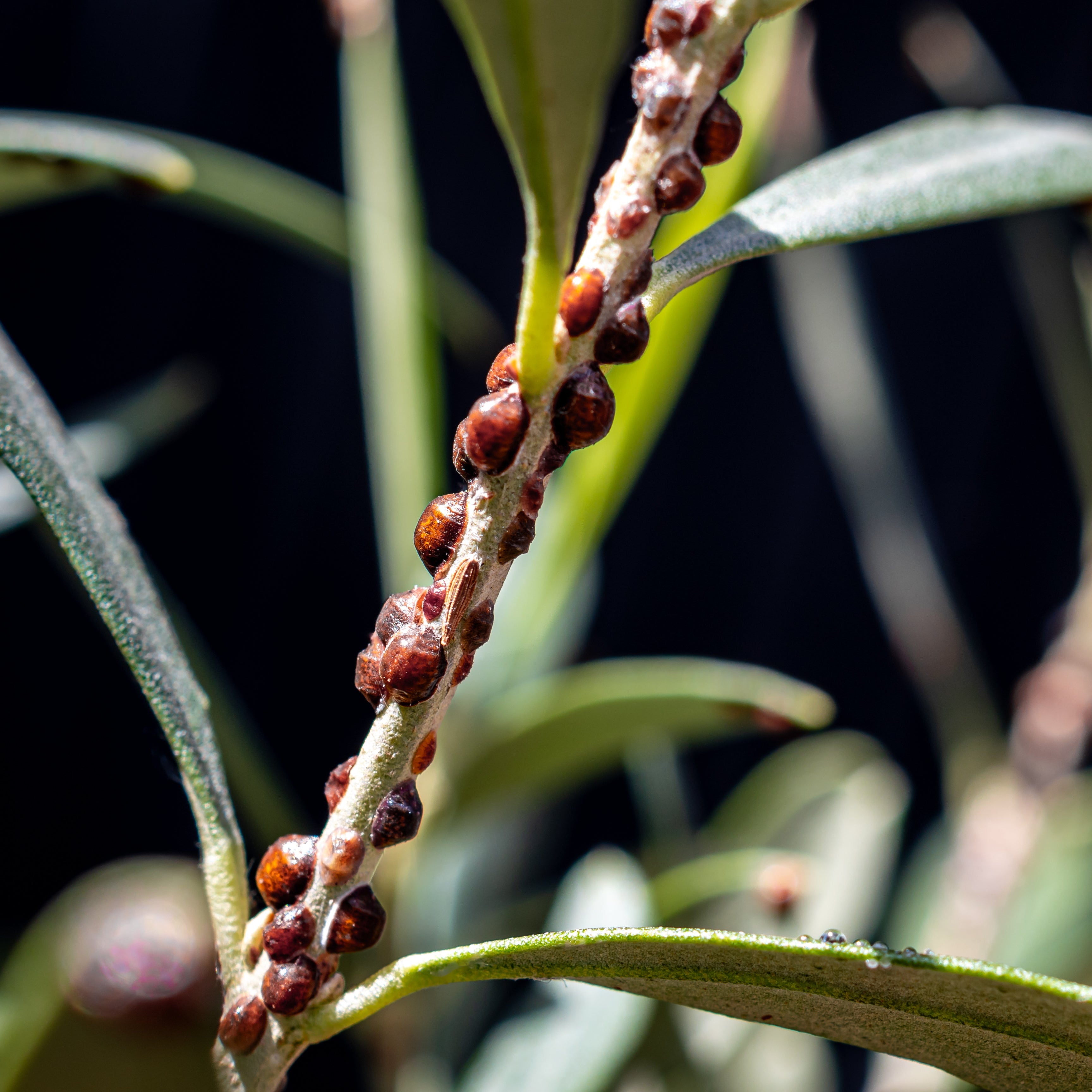 Scale Pest Removal Guide – Groovy Root