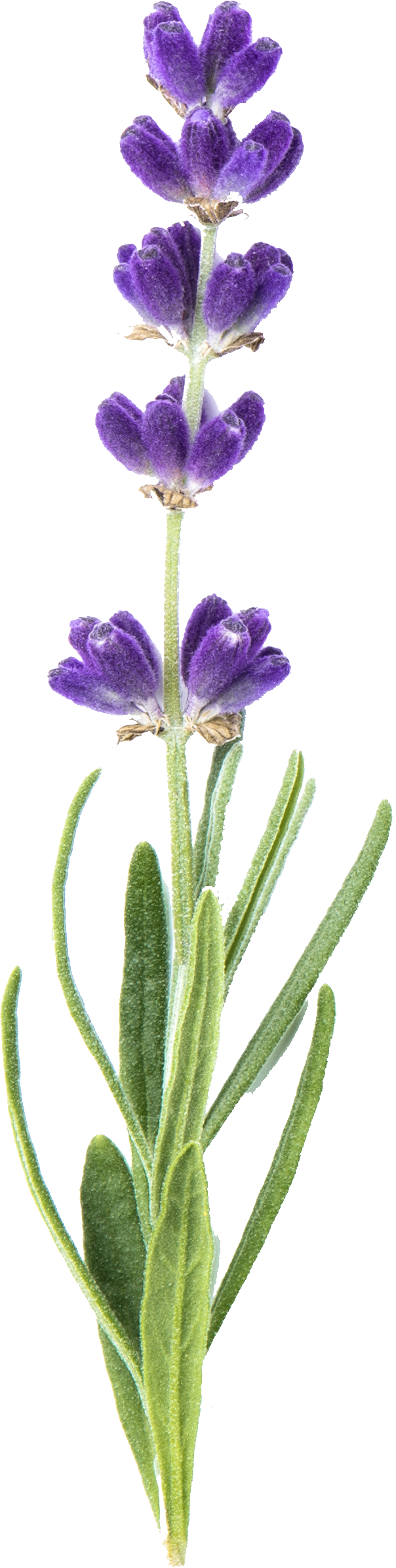 Lavender Care Guide – Groovy Root